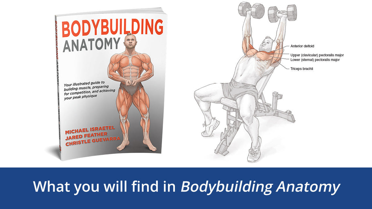 BODYBUILDING ANATOMY – Human Kinetics